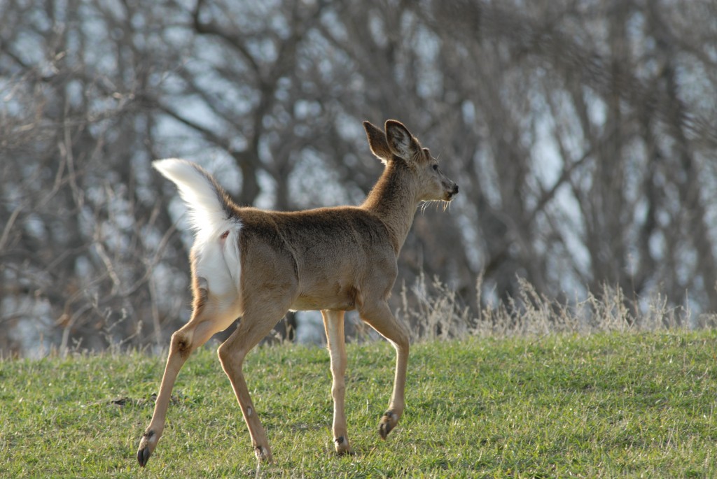 Disguise Your Pre-Season Scouting and Stand Prep — The Hunting page