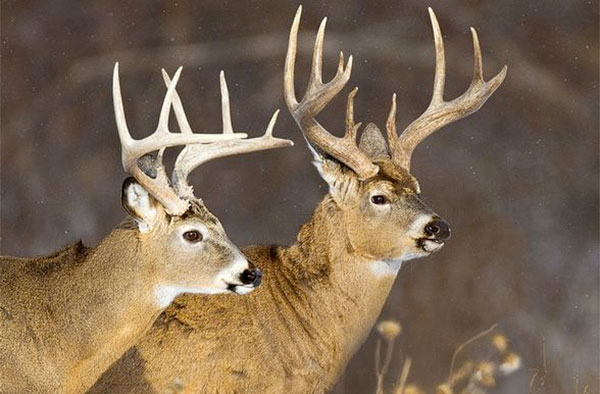 2Deer — The Hunting page