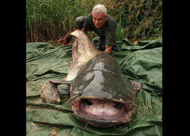 Pigeon-Hunting Catfish — The Hunting Page
