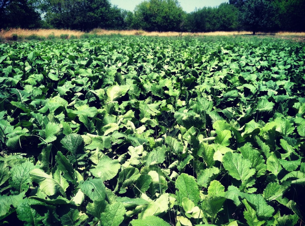 ScentBlocker's Guide to Planting Spring Food Plots — The Hunting page