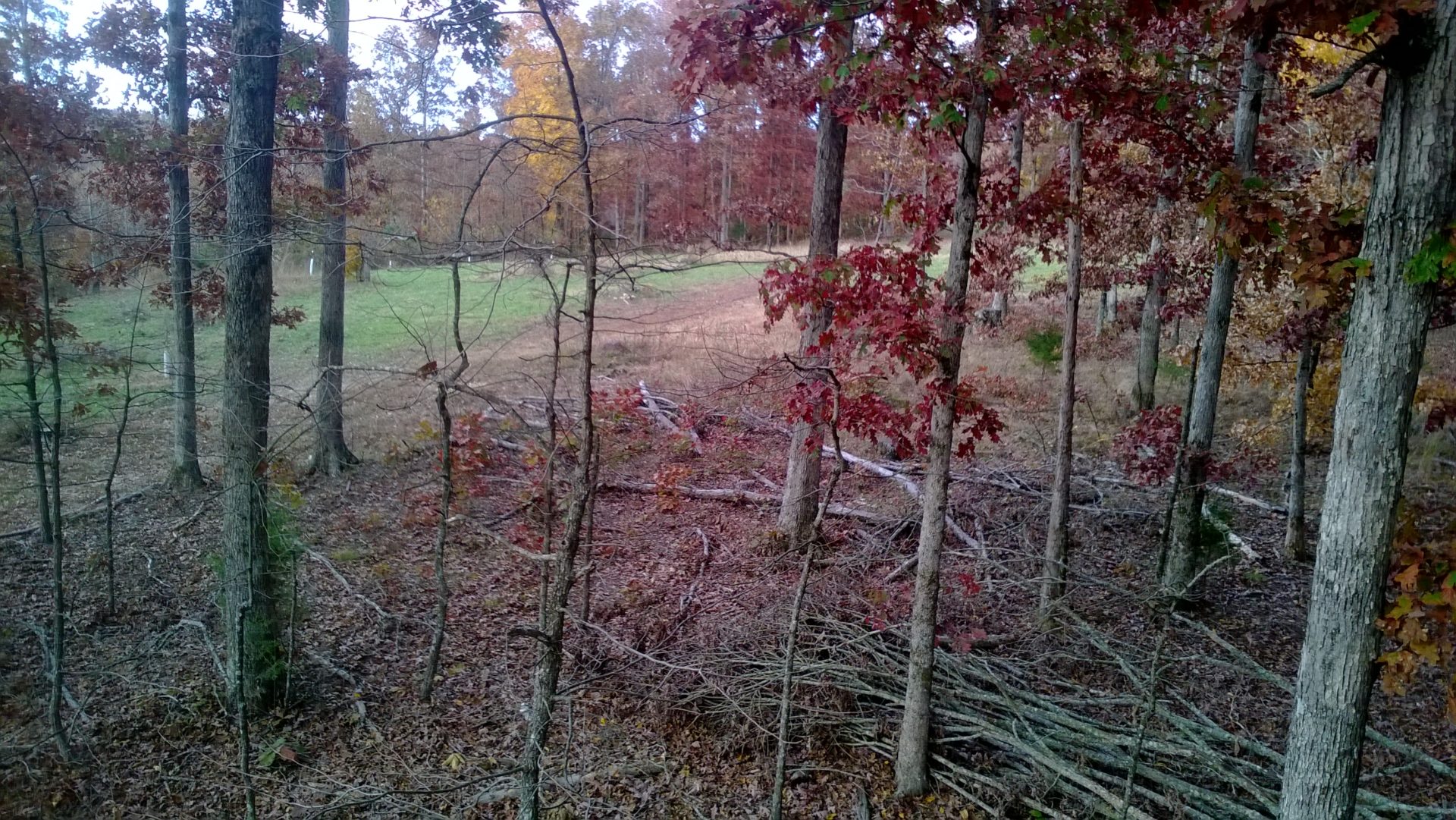 How to Plant Food Plot Trees — The Hunting Page