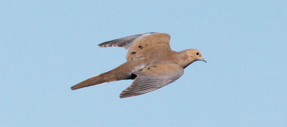 Four Must-Haves for the Dove Season Opener — The Hunting page