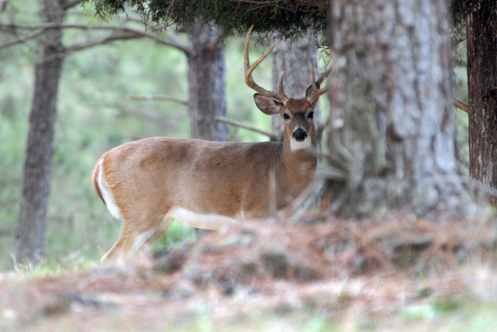 How to Hunt Deer Using Scrapes [VIDEO] — The Hunting page