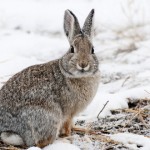 The Perfect 3-Step Rabbit-Hunting Plan — The Hunting page