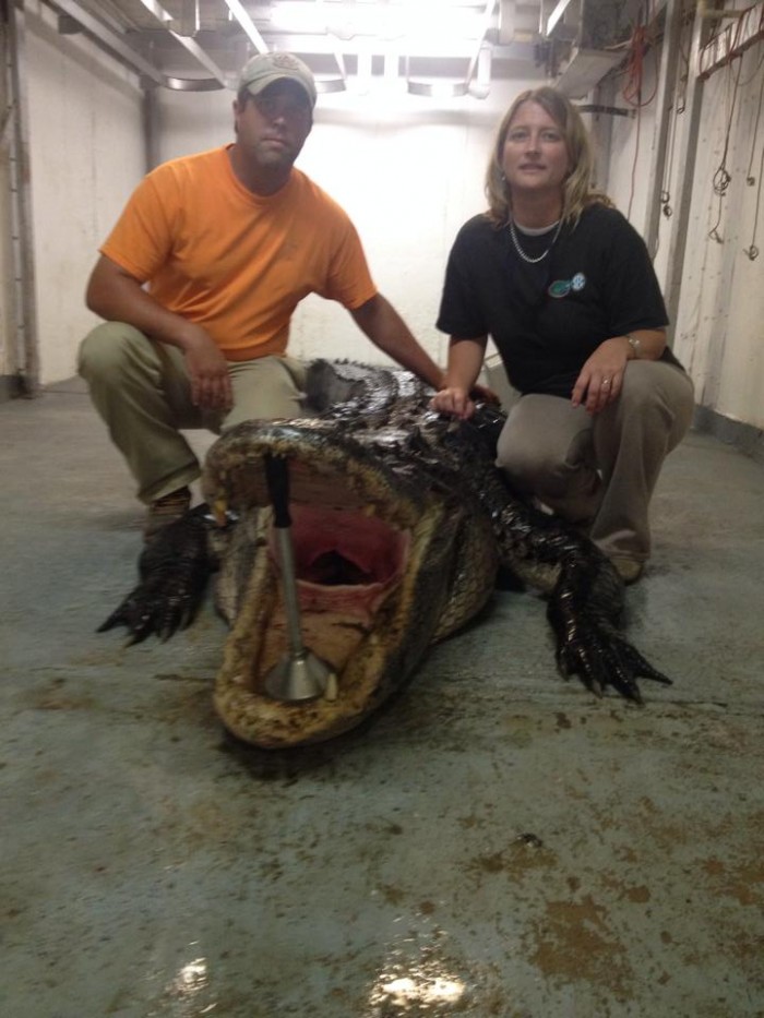 World Record Gator Goes Public — The Hunting Page