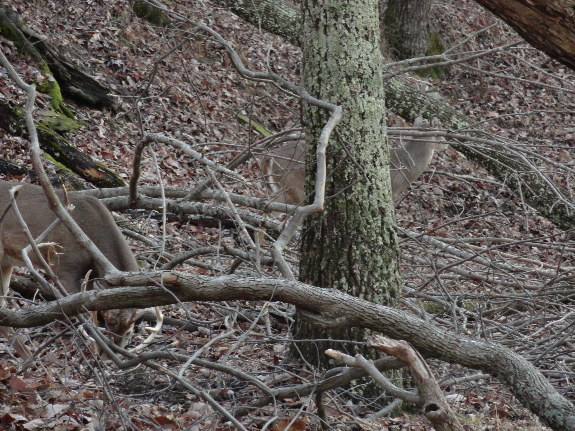 How to Create and Use Mock Scrapes [VIDEO] — The Hunting Page