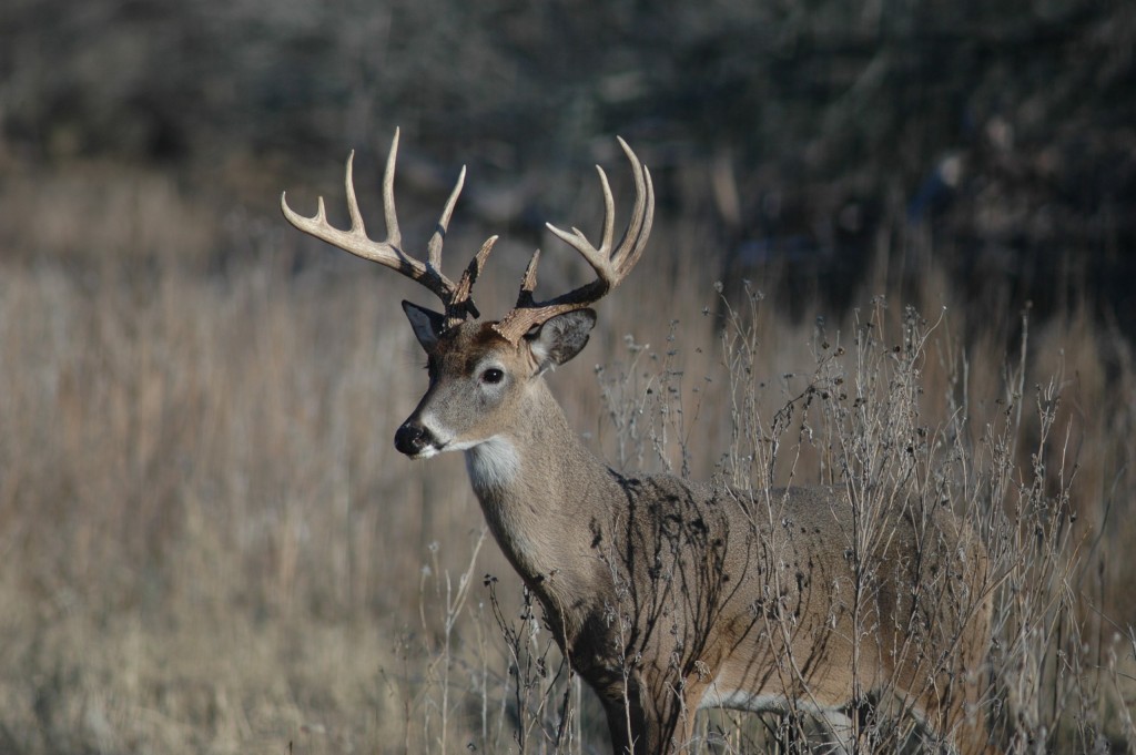 Learn to Make Quick Shots on Ghost Bucks [VIDEO] — The Hunting page