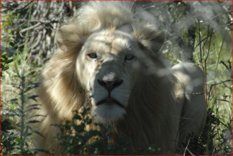 White lion web — The Hunting page