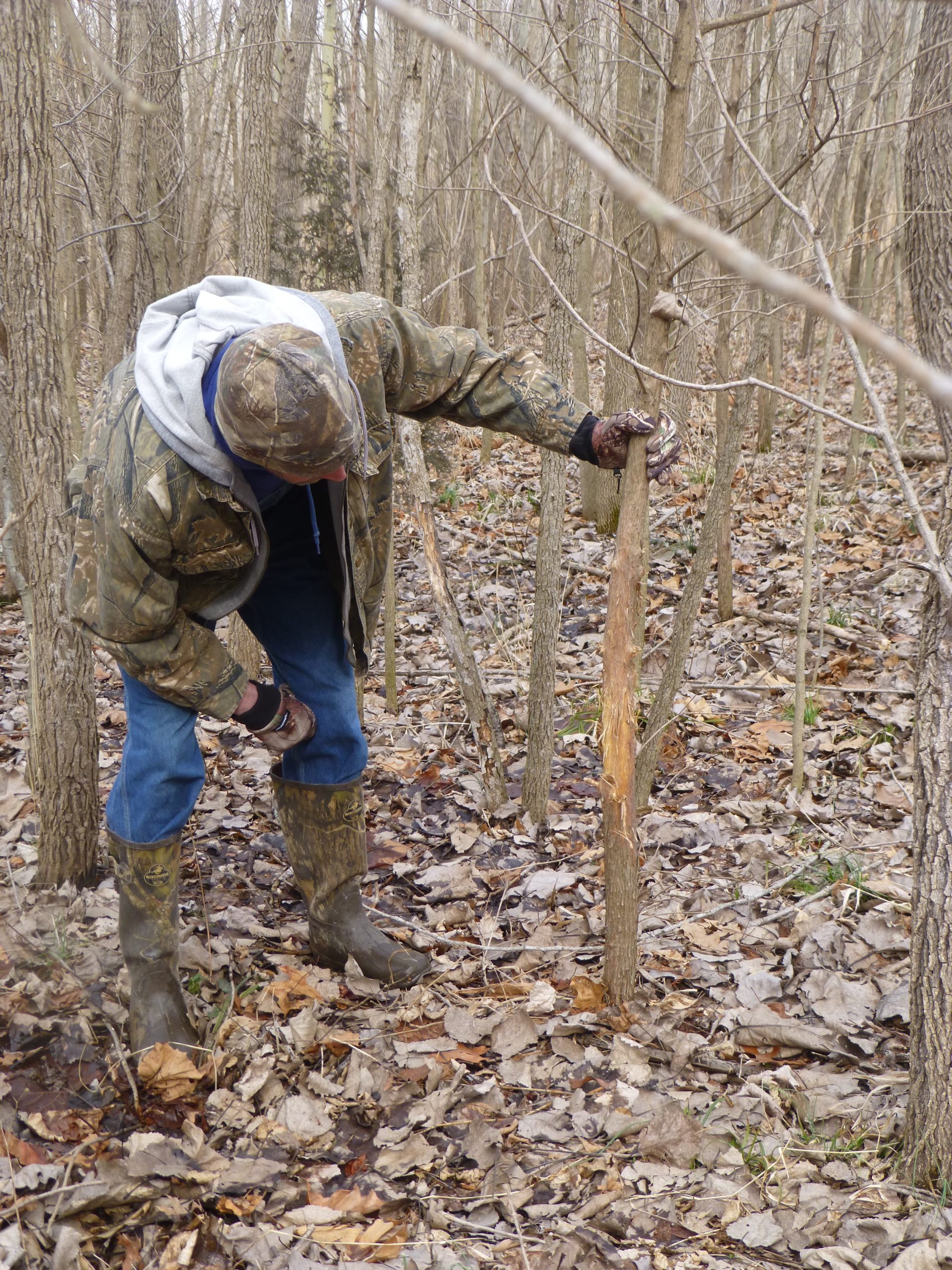 Understanding Deer Rubs — The Hunting page