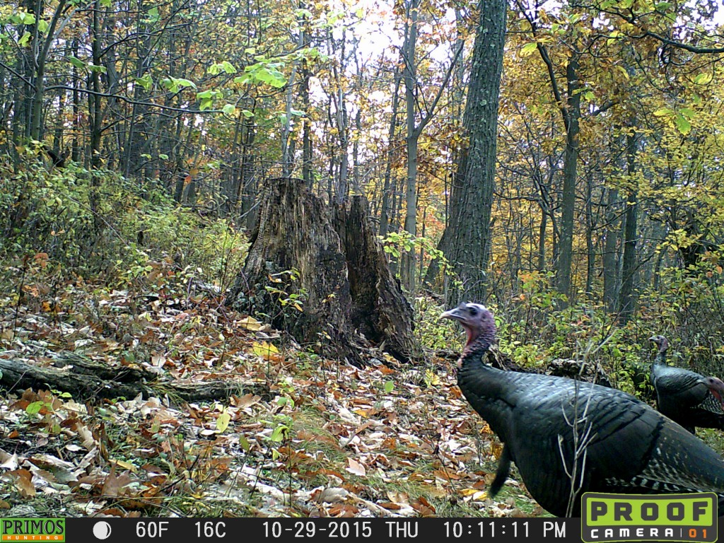 How to Catch Fall Gobblers — The Hunting page