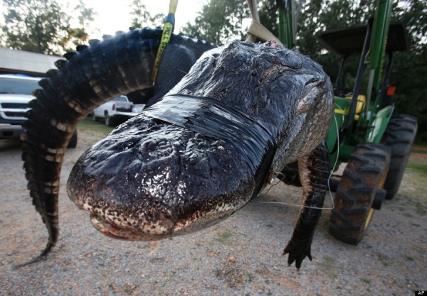 This Was the Last Thing Taxidermists Were Expecting to Find Inside a ...