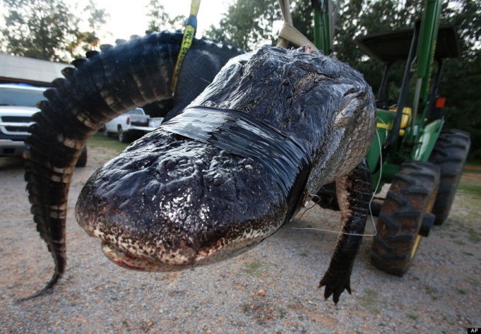 This Was the Last Thing Taxidermists Were Expecting to Find Inside a ...