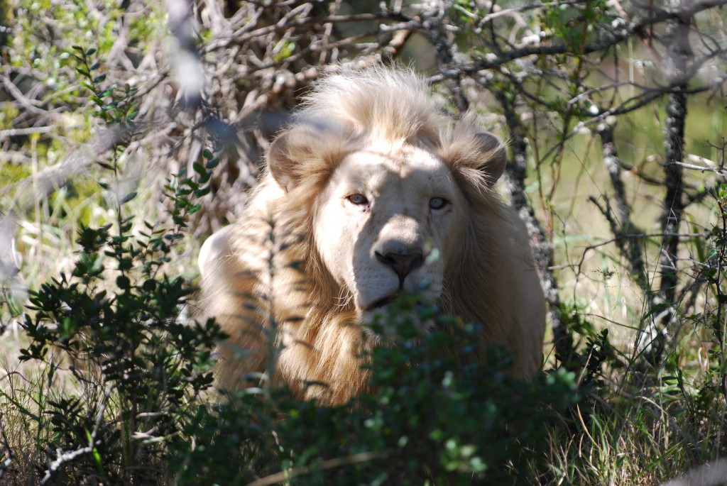African Lion Attacks and Mauls Hunter [VIDEO] — The Hunting Page