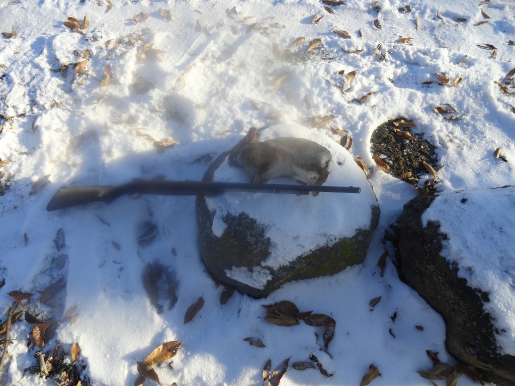 Where to Find Late Winter Rabbits — The Hunting Page