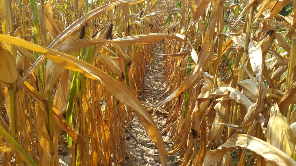 How to Hunt Whitetails in Standing Corn — The Hunting Page