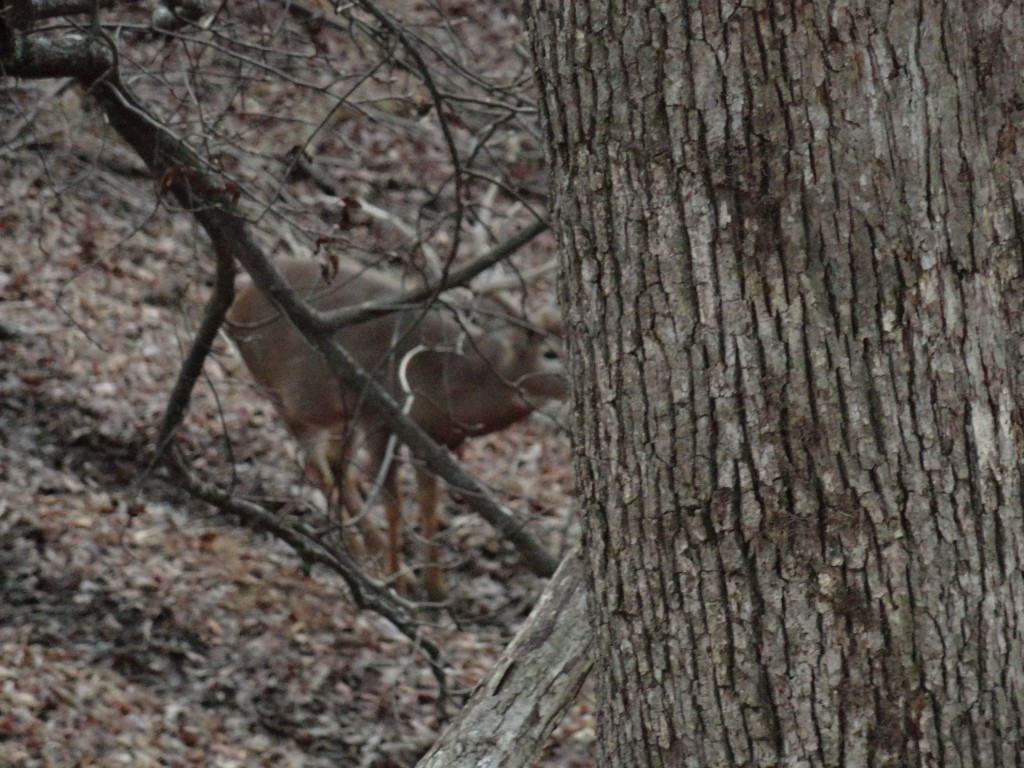 How to Make Less-Than-Ideal Bow Shots — The Hunting page