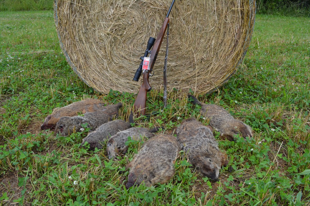 How to Scout for Groundhogs with Trail Cameras [VIDEO] — The Hunting page