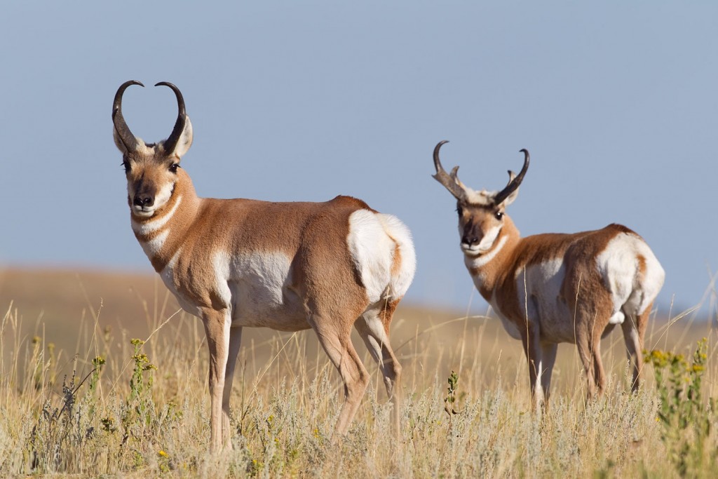 How to Hunt Antelopes on a Budget — The Hunting Page