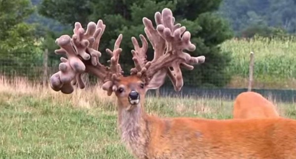 Largest Whitetail Rack Ever [VIDEO] — The Hunting page
