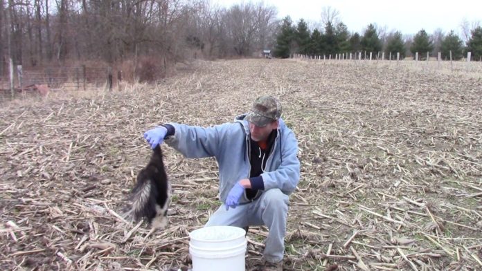 Skin a Skunk Without the Odor [VIDEO] — The Hunting page