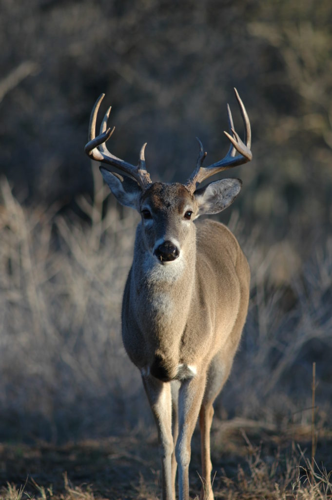 TX Deer 06 078 — The Hunting Page