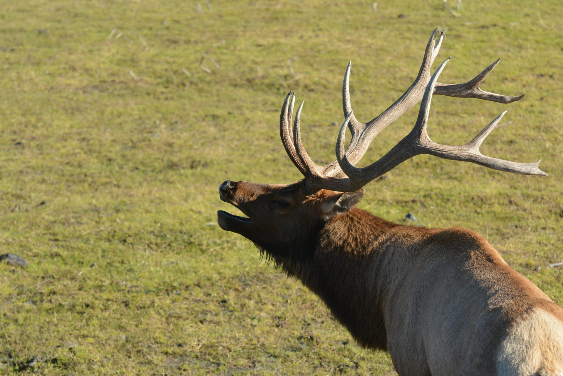 Frontal Shots on Elk — The Hunting page