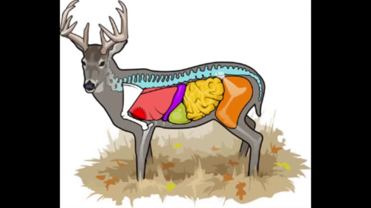 Understanding Deer Anatomy and Where to Aim — The Hunting Page