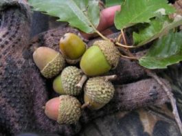 Everything You Need to Know About Acorns — The Hunting Page