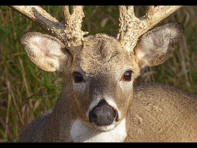 Deer Vision: How it Works and How to Stay Hidden — The Hunting page