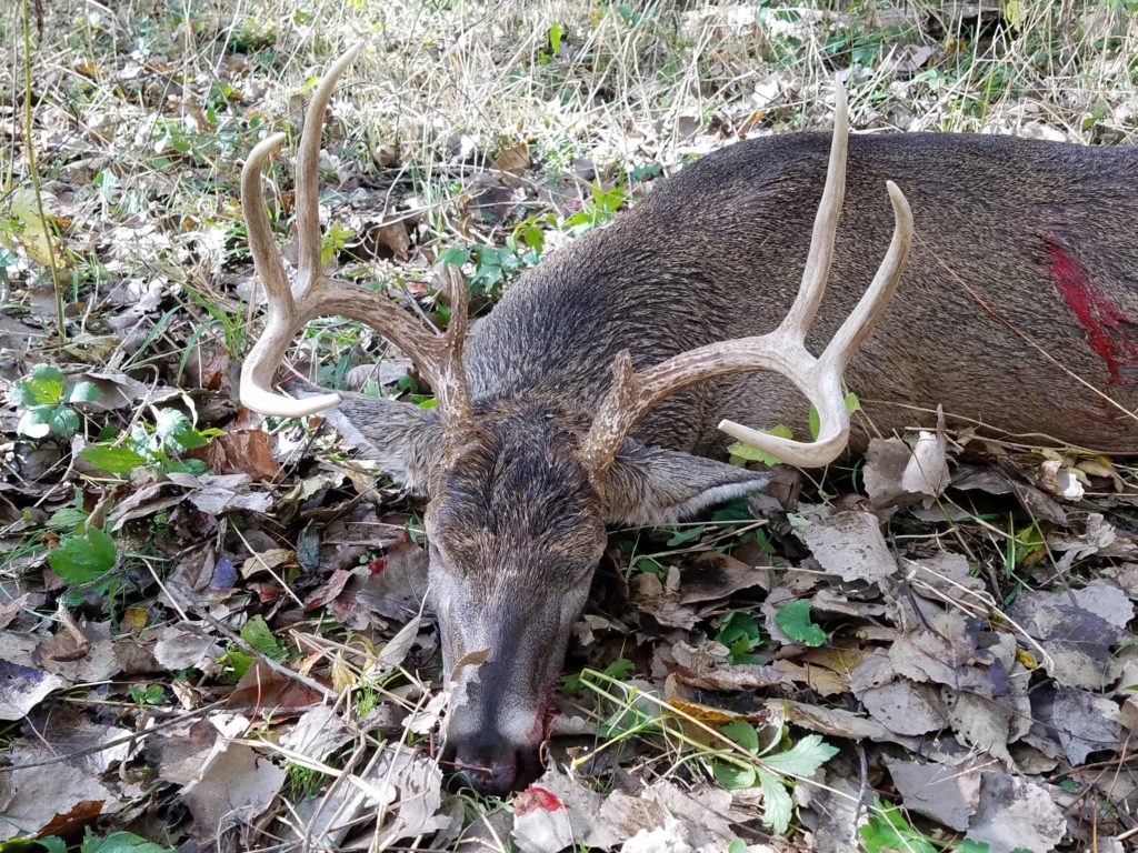 Accurately Aging Deer — The Hunting page