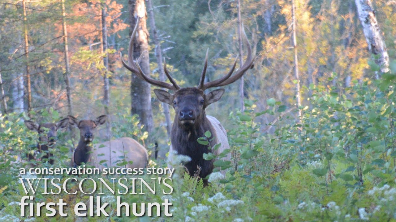 Video: 2018 Wisconsin Elk Season — The Hunting Page