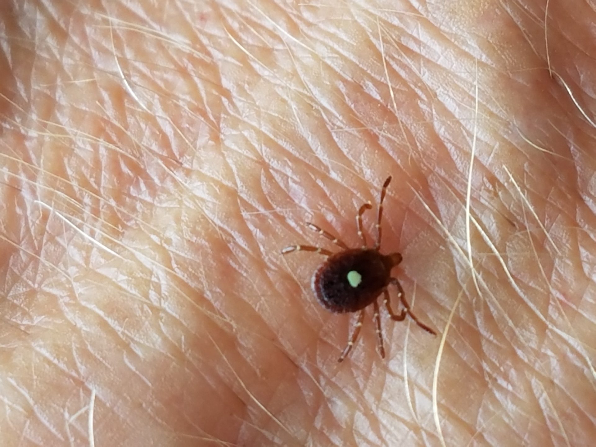 10 Tick Species You Need to Know — The Hunting page