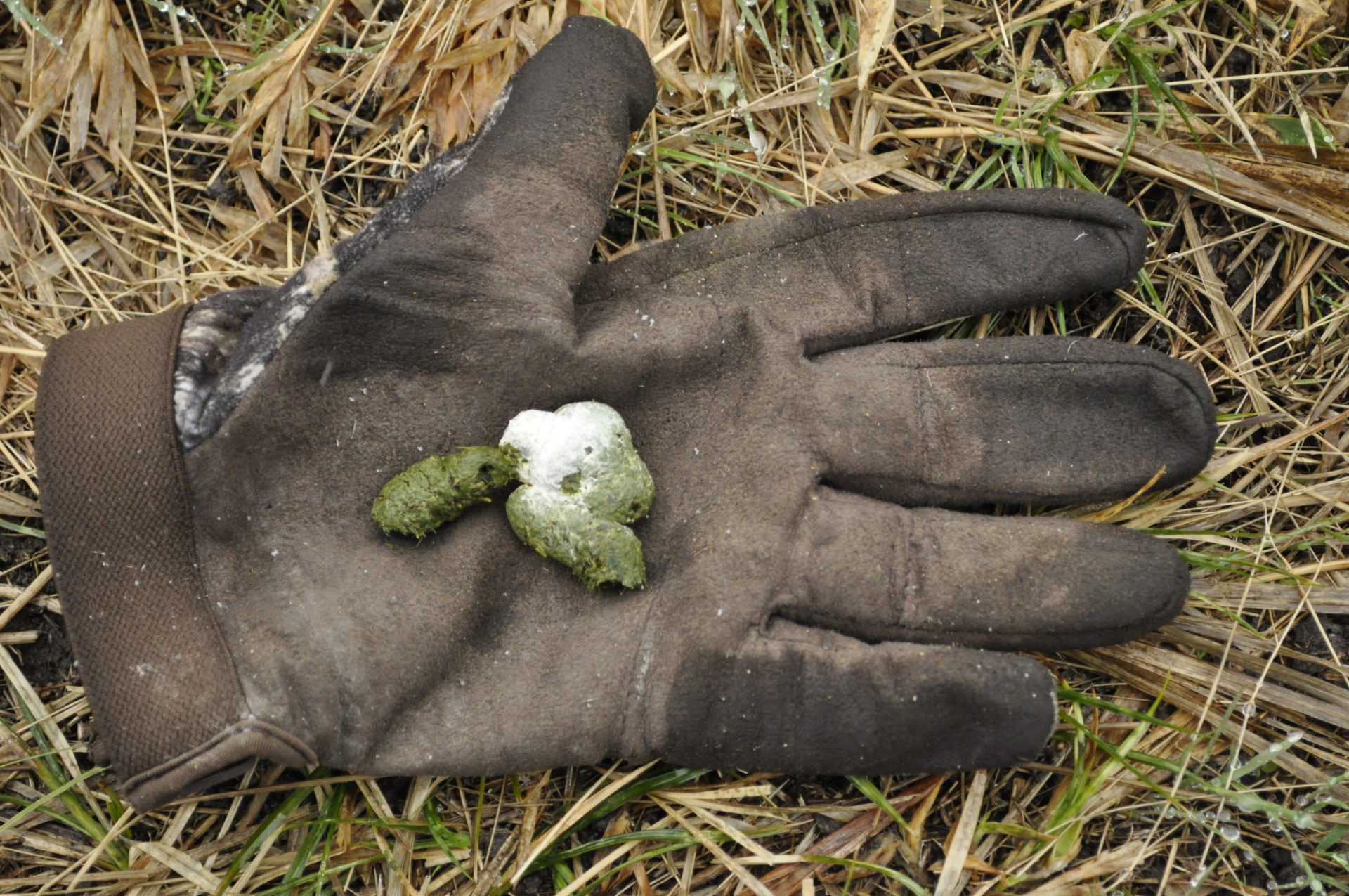 How to Hunt Using Turkey Scrapes — The Hunting page