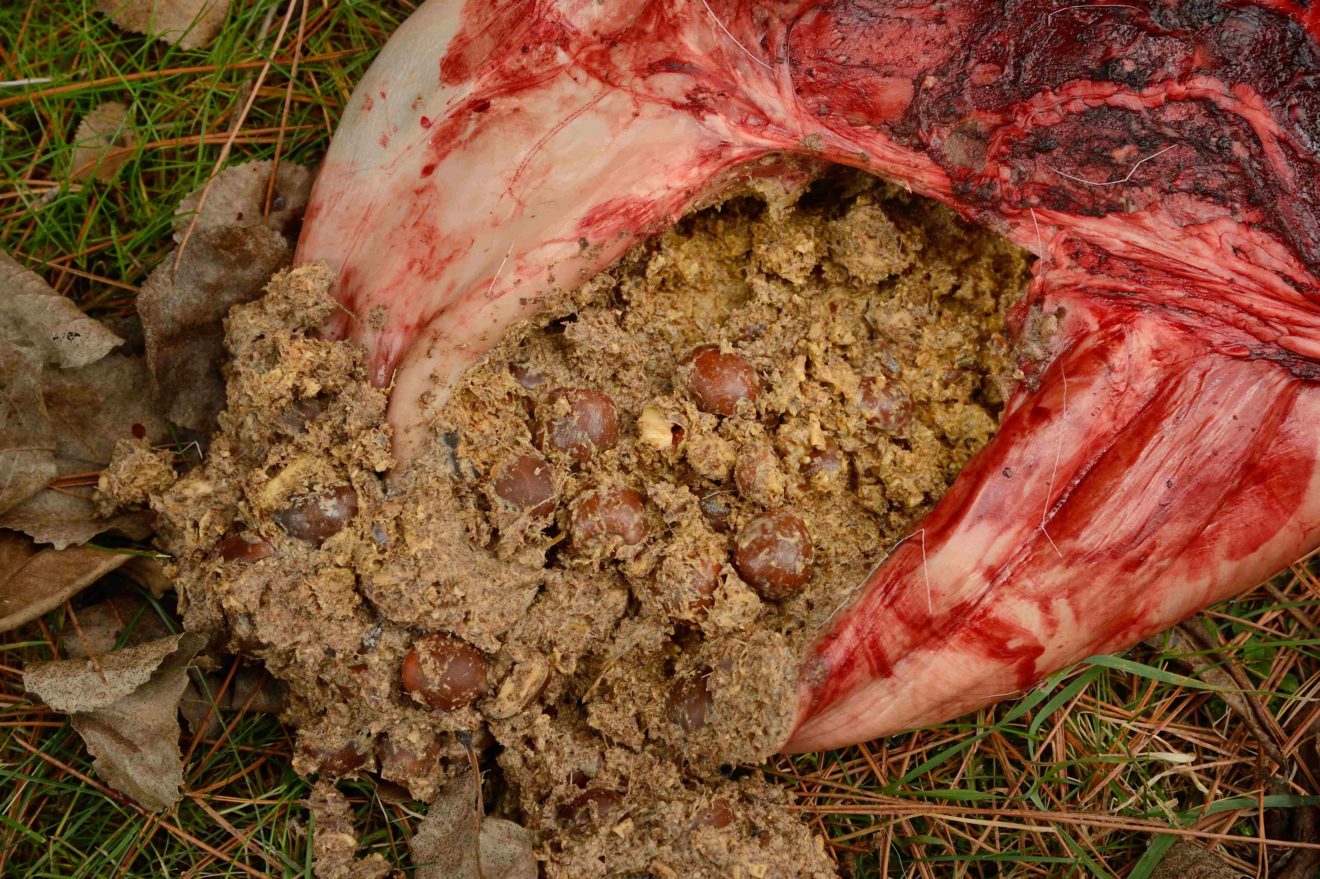 Deer Food Forensics 101 — The Hunting page